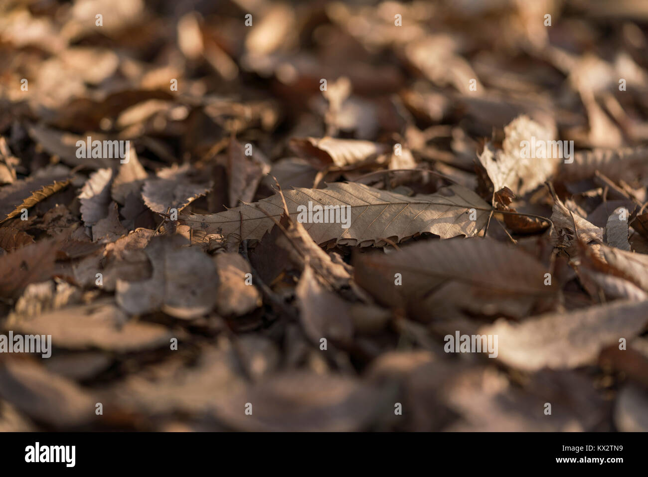 Dried out leaves hi-res stock photography and images - Alamy