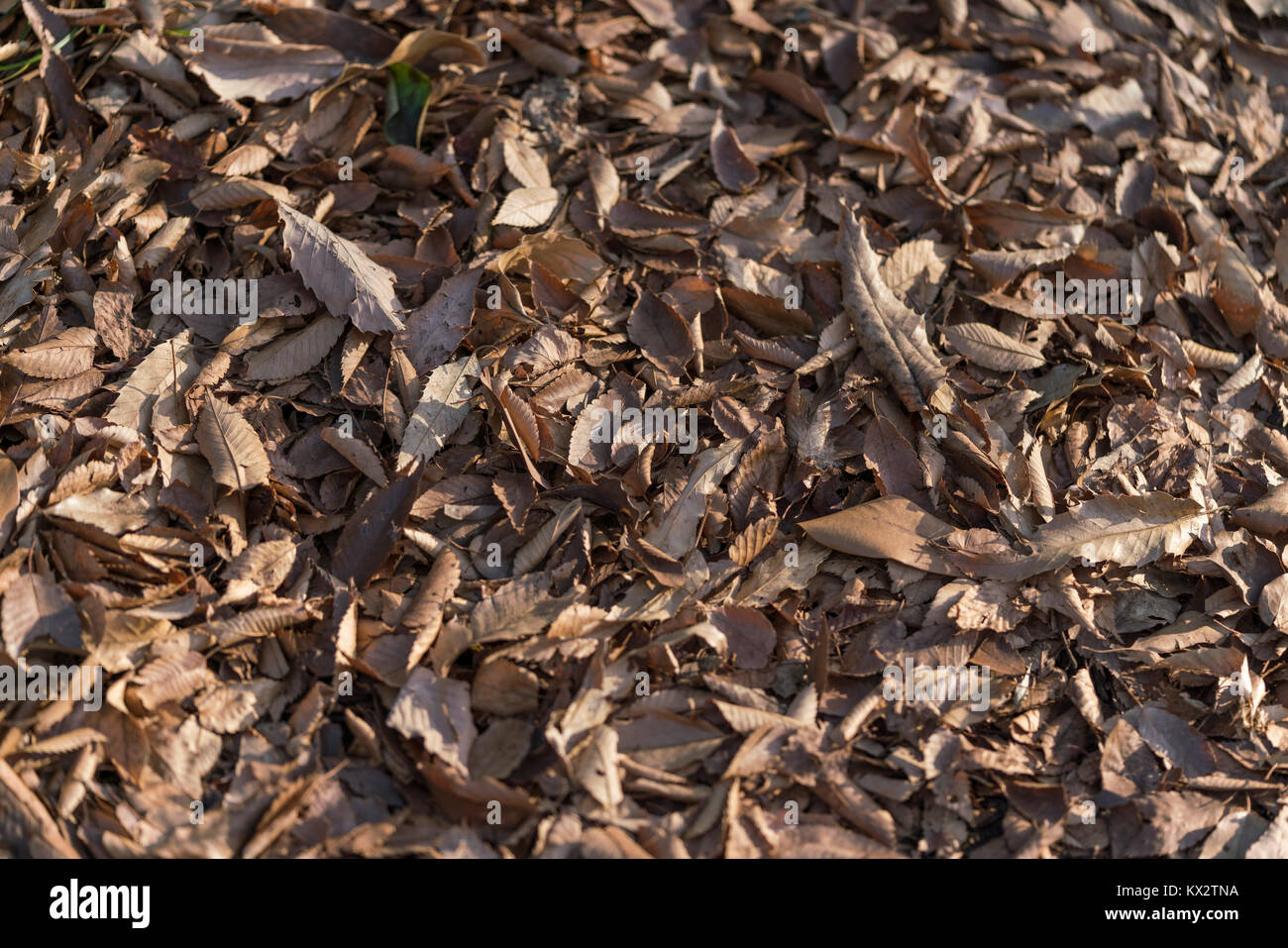 Dried out leaves hi-res stock photography and images - Alamy