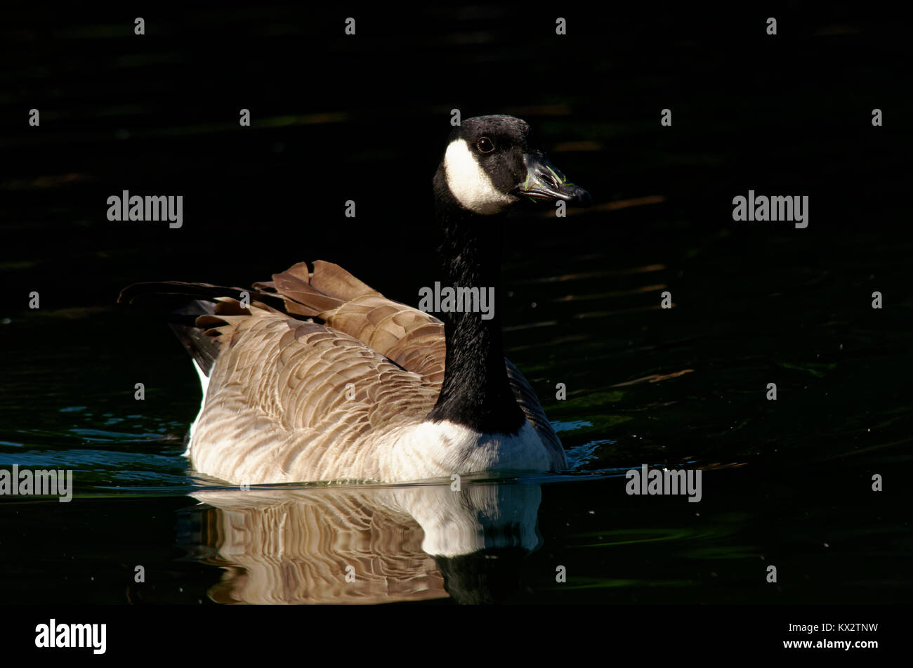 Honkers hi-res stock photography and images - Alamy
