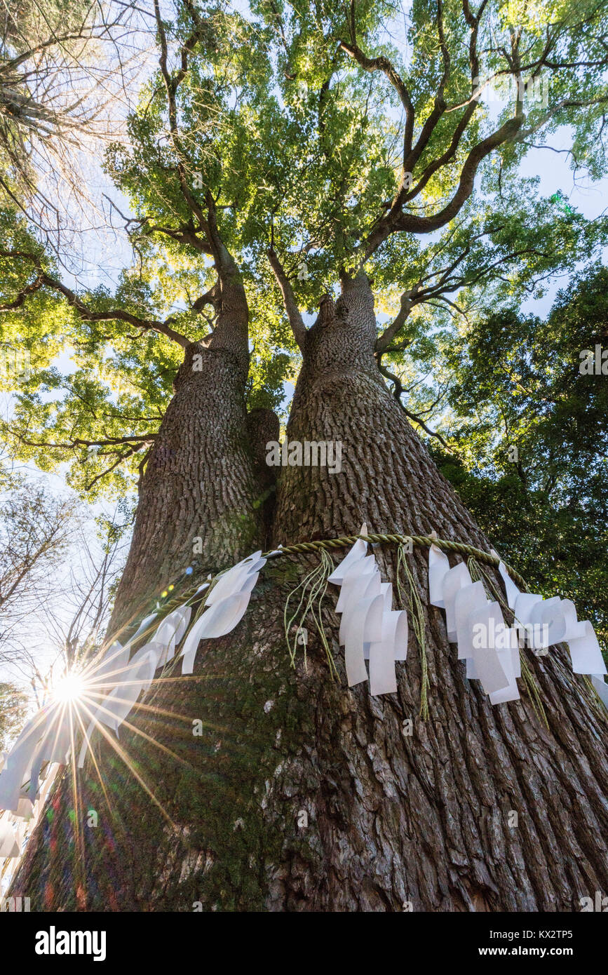Tree of God, Yoyogi hachiman shrine Shibuya,Tokyo,Japan Stock Photo - Alamy
