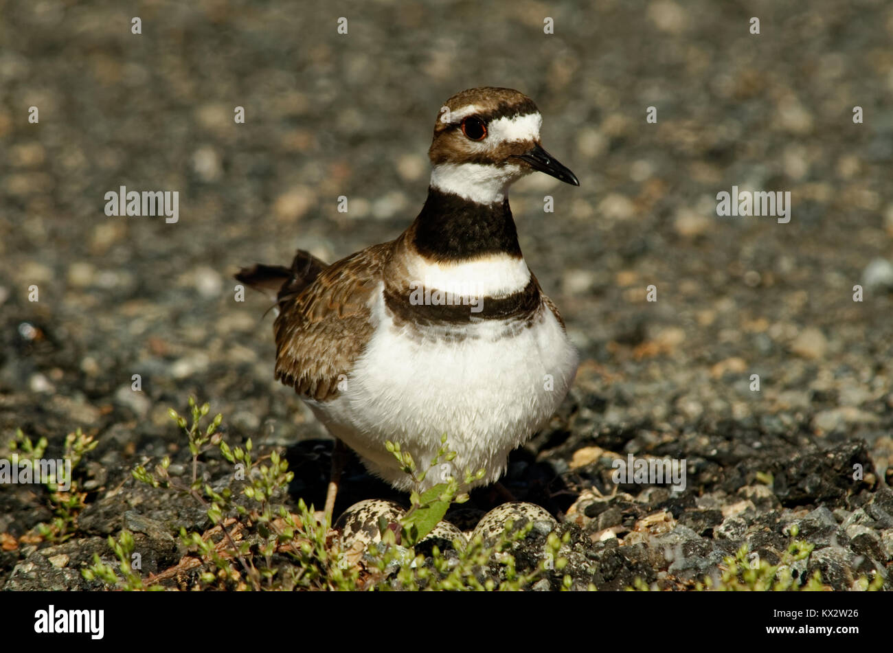 Kill deer bird hi-res stock photography and images - Alamy