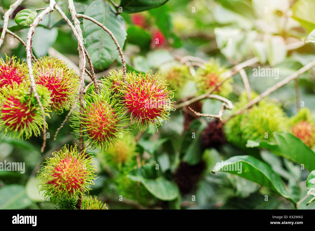 Rambutan on the tree with natural background Stock Photo - Alamy