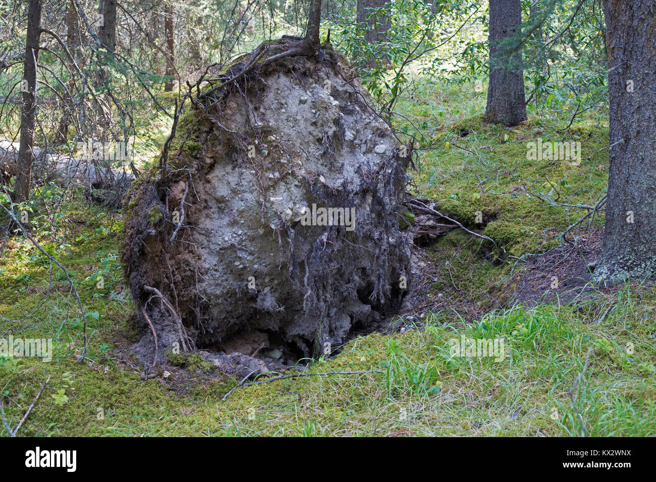 Root mound of fallen tree in Banff National Park Stock Photo - Alamy