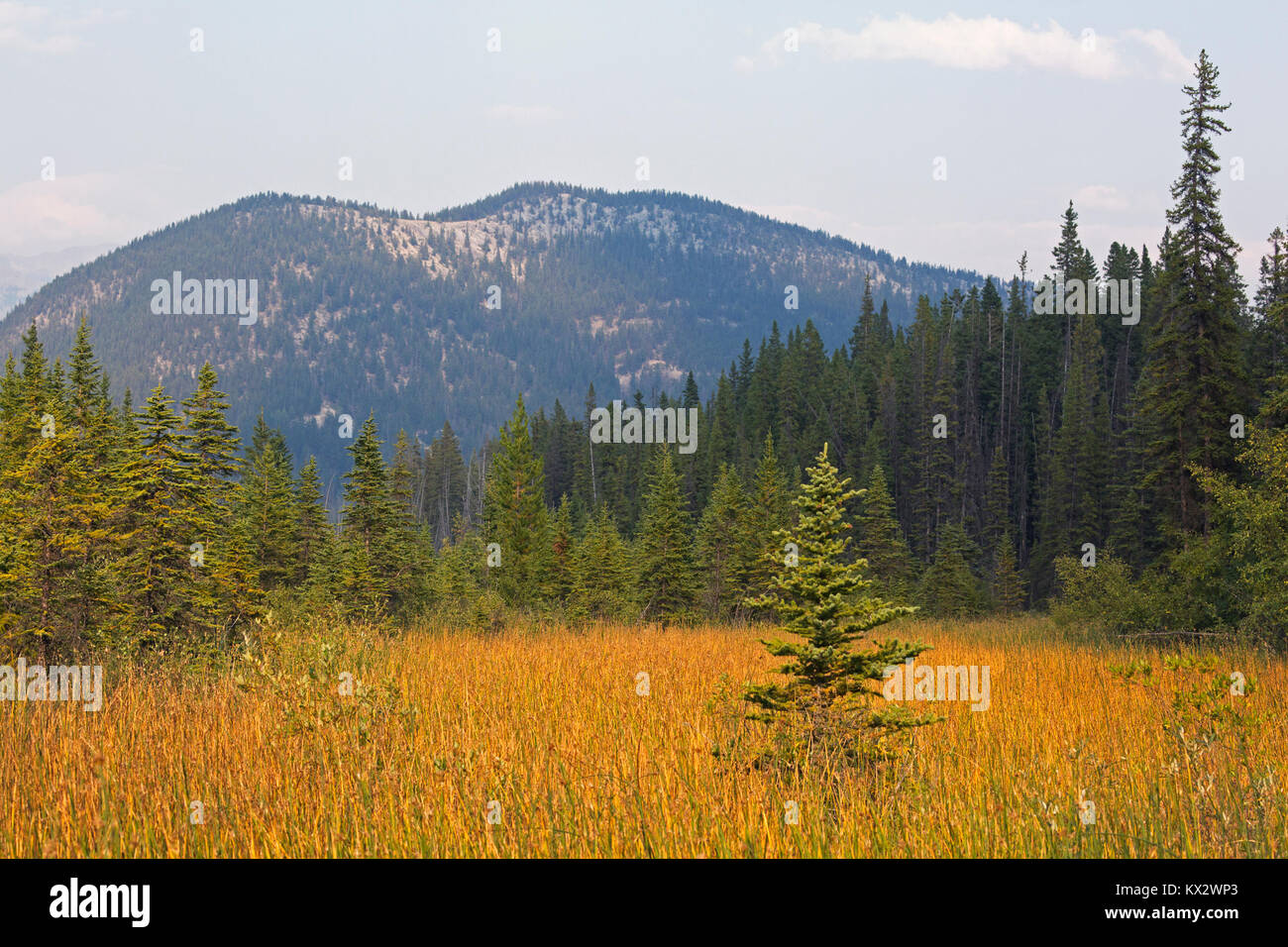 Canadian Marsh High Resolution Stock Photography and Images - Alamy