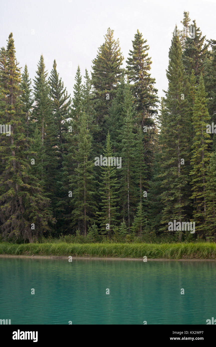 Bow River flowing through montane forest in Banff National Park, Canada ...