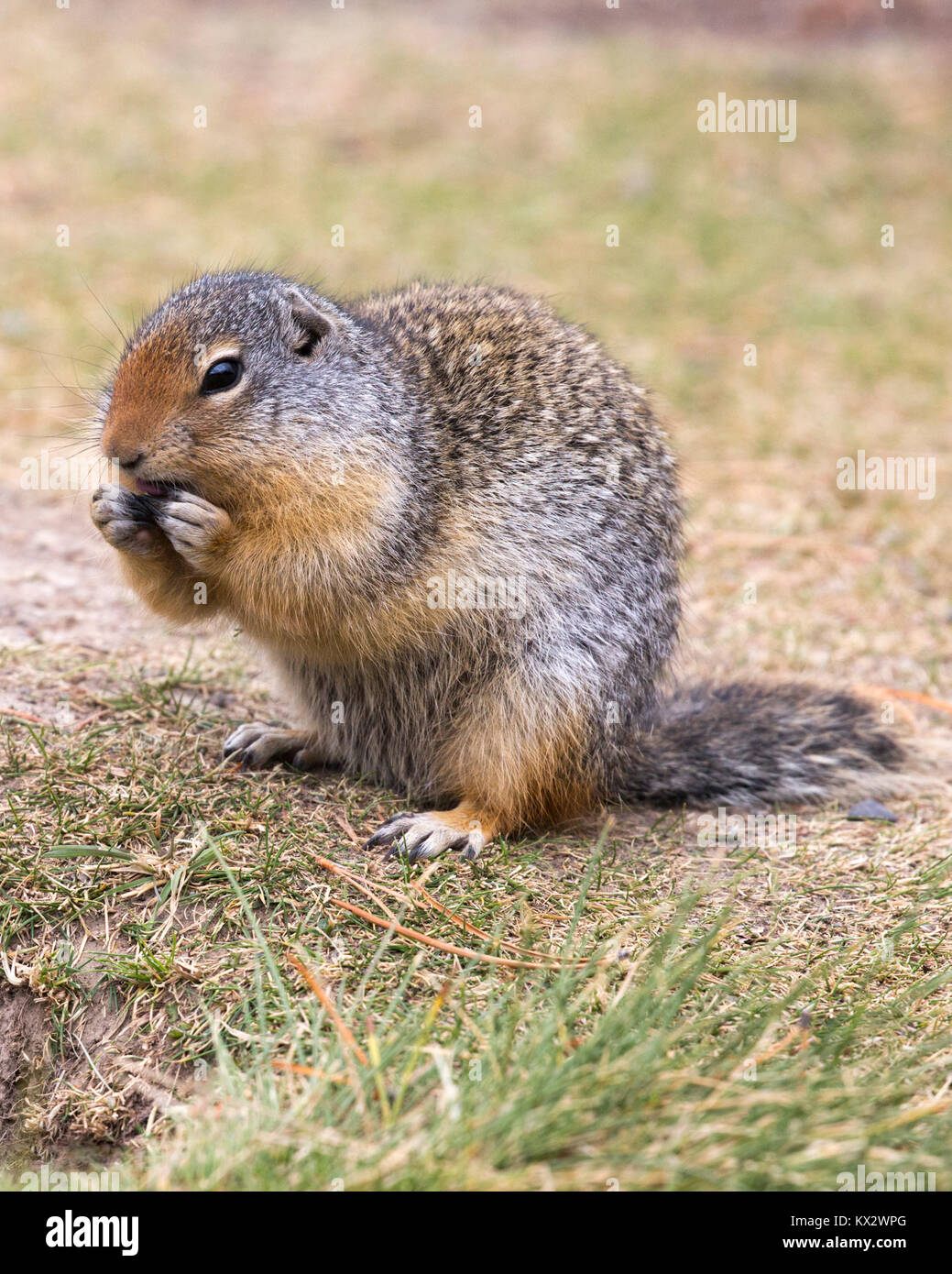 Squirrel in banff national park hi-res stock photography and images - Alamy