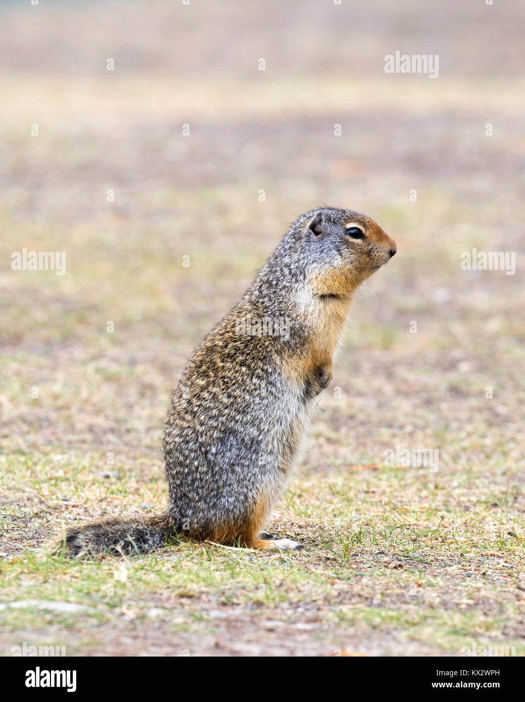 Columbian ground squirrel (Urocitellus columbianus) standing in Banff ...