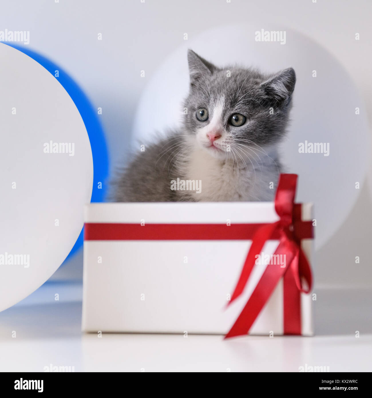 Cute Kitten and gift box Stock Photo - Alamy