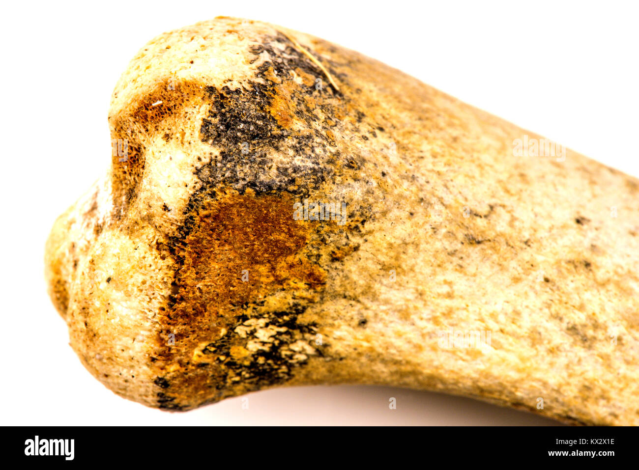 petrified animal bone, closeup Stock Photo - Alamy