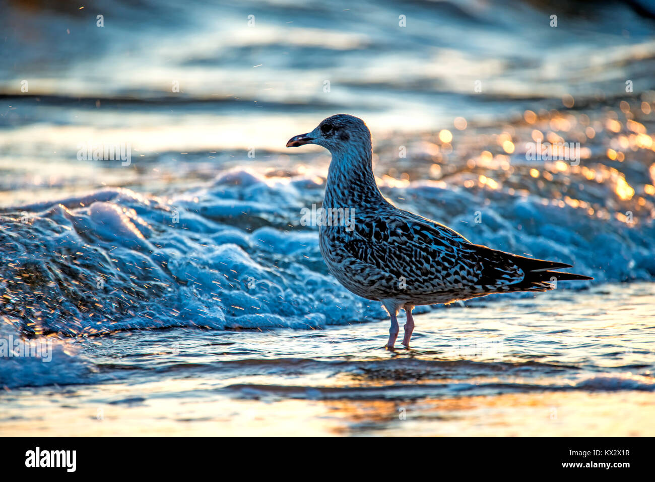 Herring gull on a beach of the Baltic Sead during sunrise Stock Photo ...