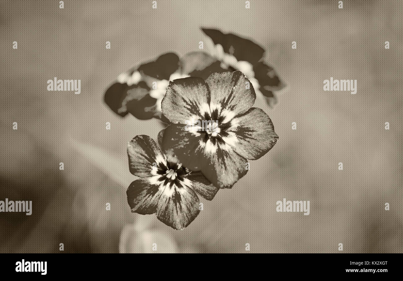 Sepia effect hi-res stock photography and images - Alamy
