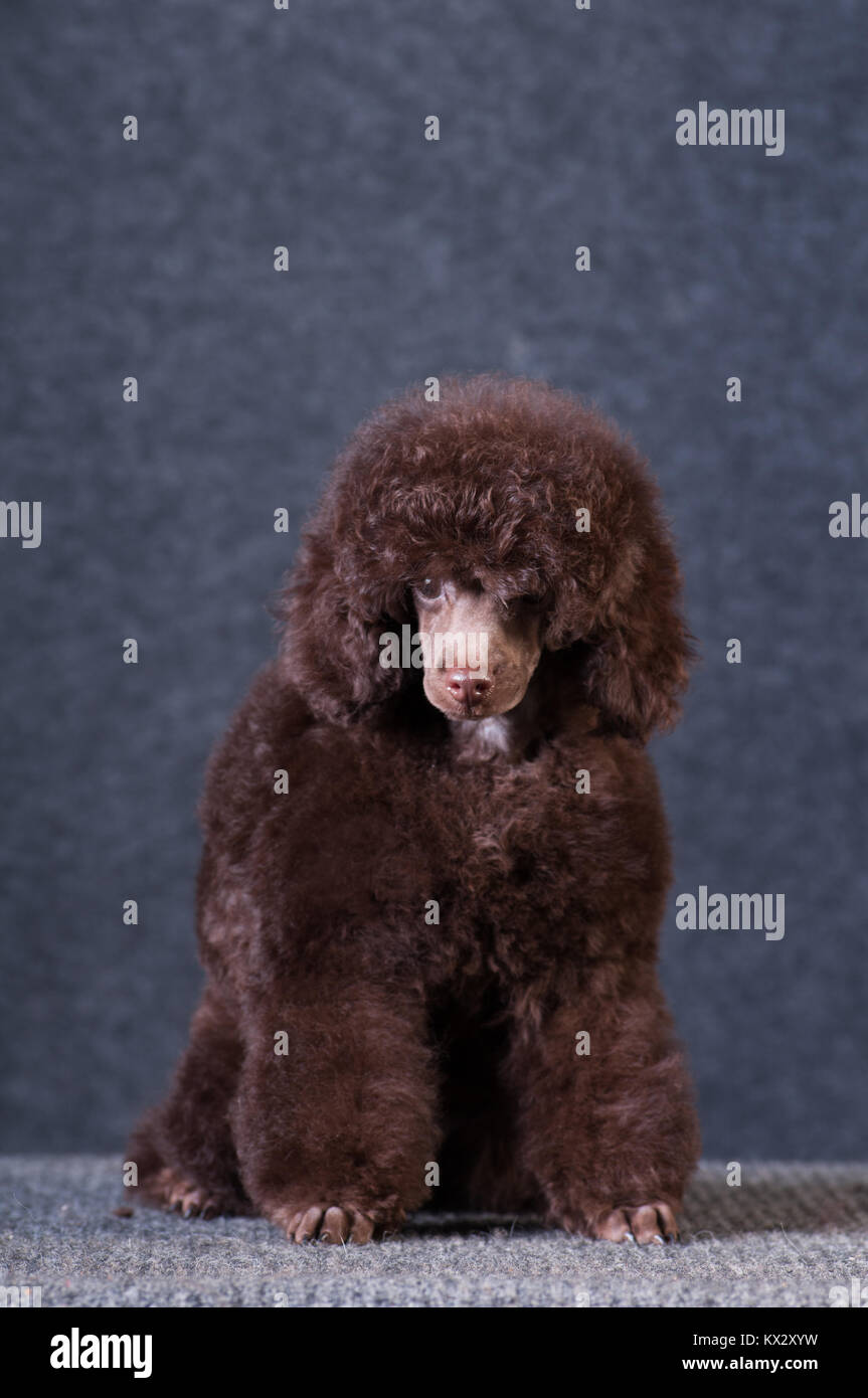 Poodle chocolate color portrait at studio on grey background Stock ...