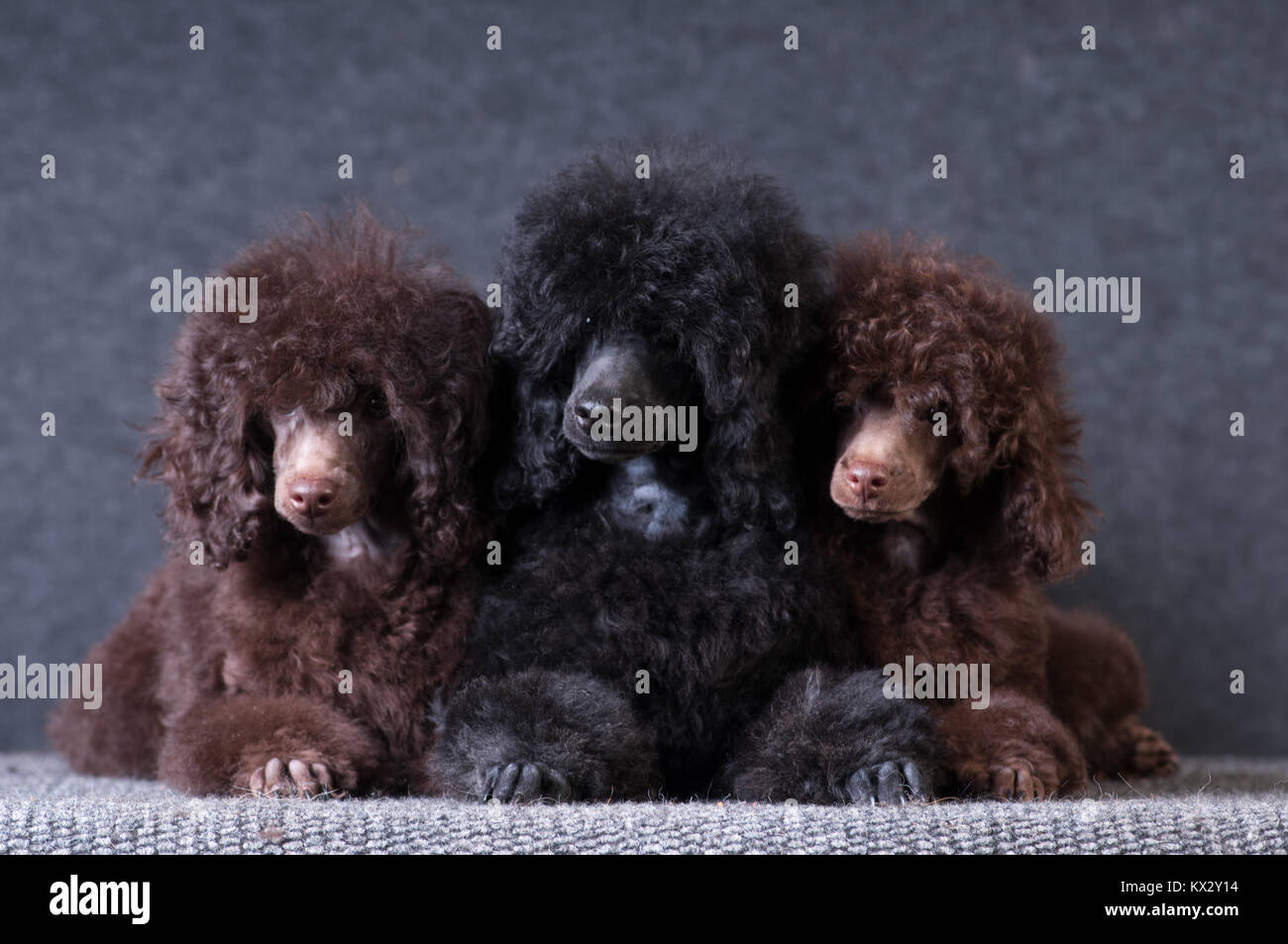 Group of three poodle puppies on grey background at studio looking at ...