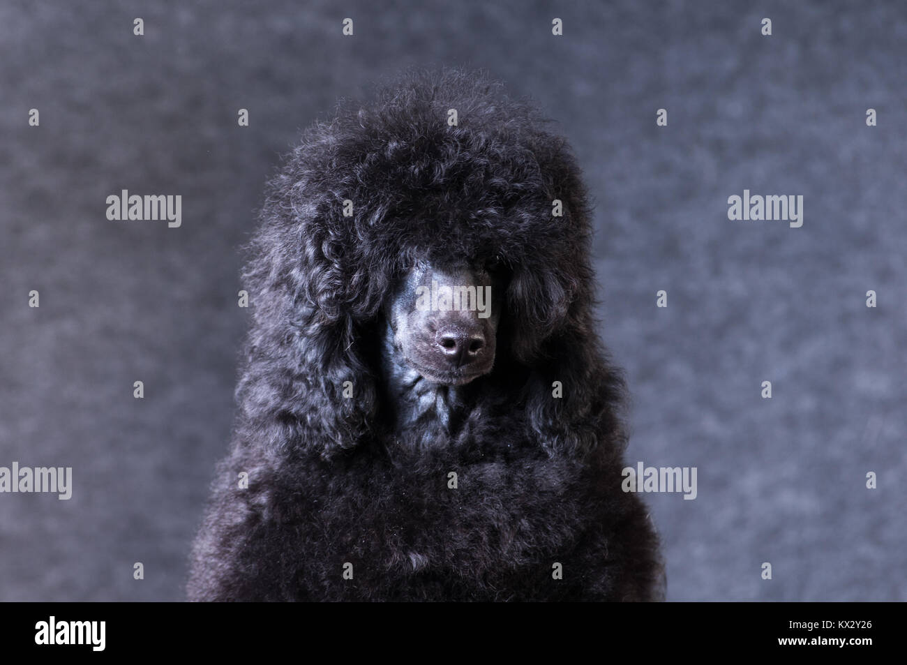 Poodle black color portrait at studio on grey background Stock Photo ...