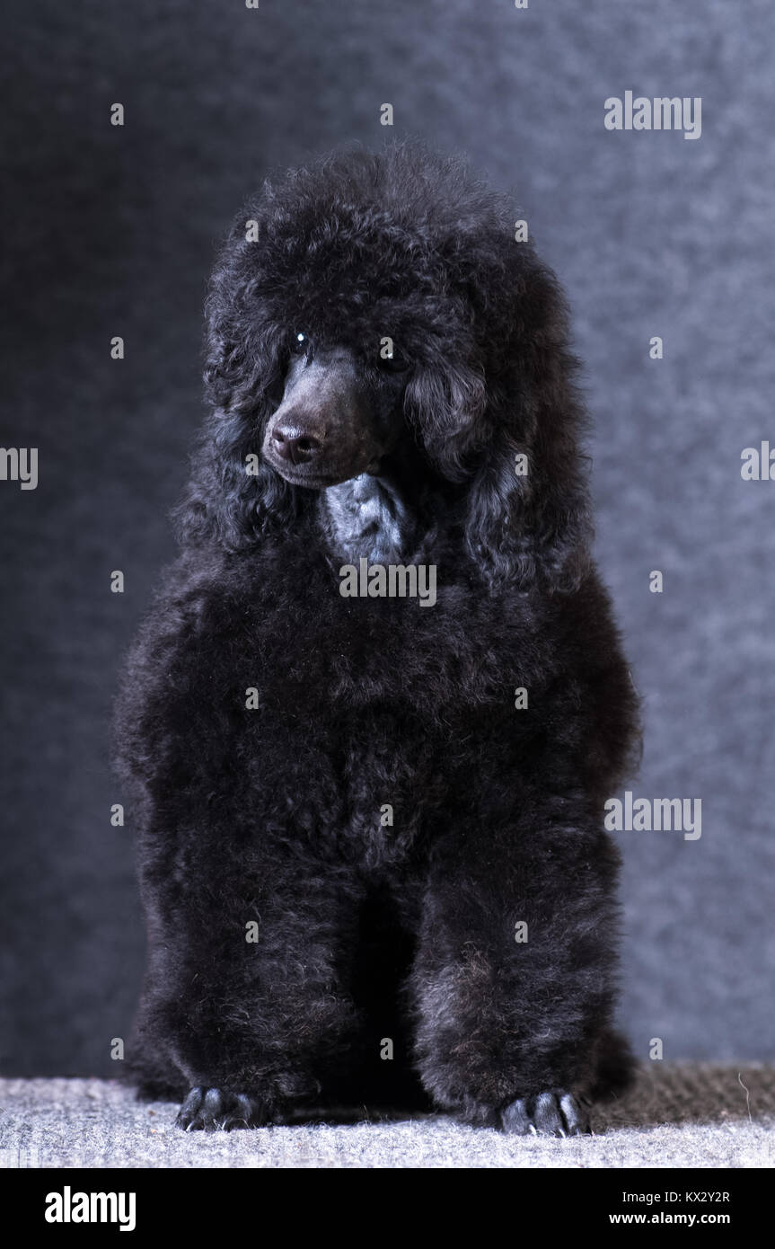 Poodle black color portrait at studio on grey background Stock Photo ...