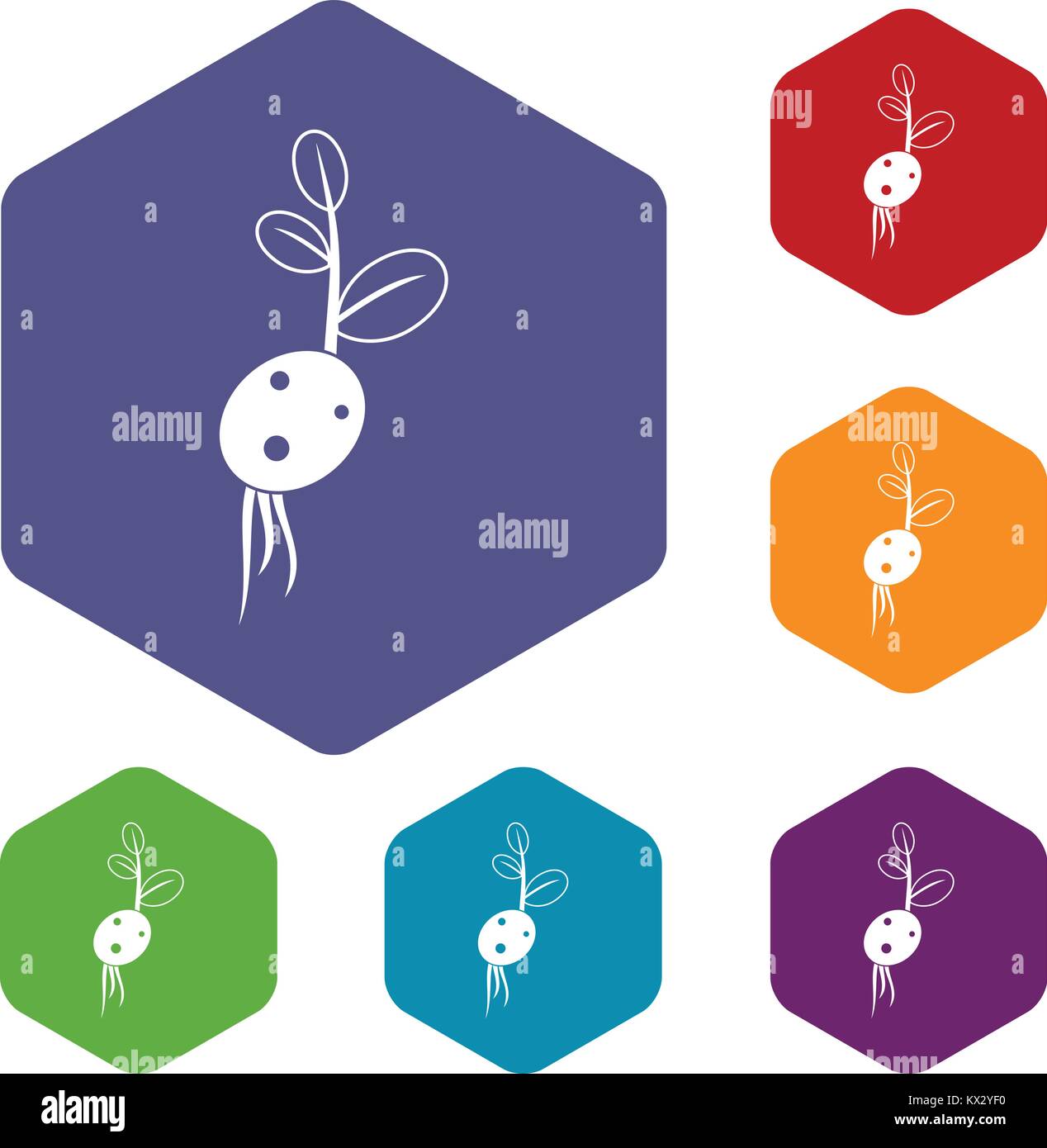 Potato sprout from the root icons set Stock Vector Image & Art - Alamy