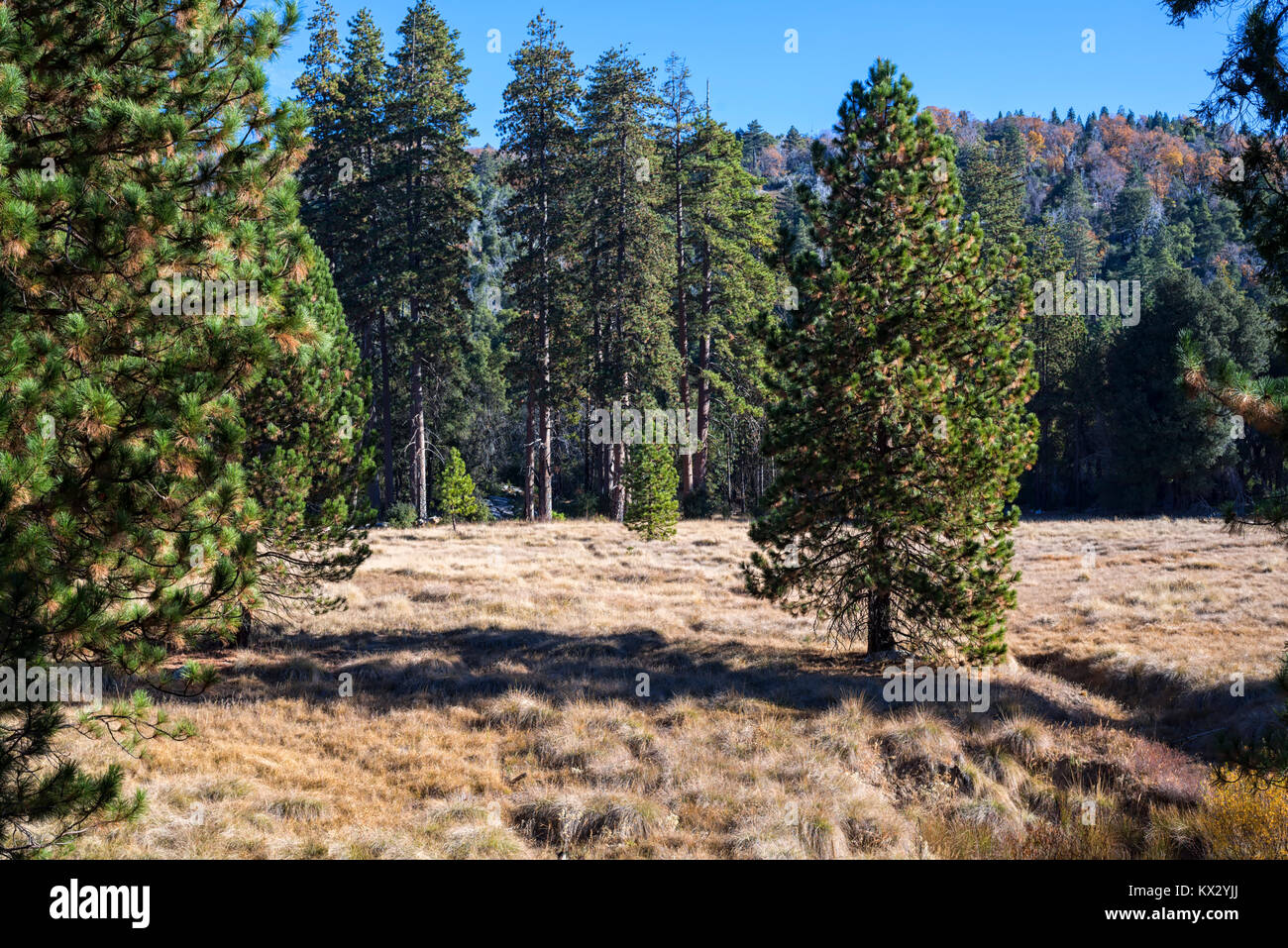Nature landscape photographed on an Autumn morning. Palomar Mountain ...
