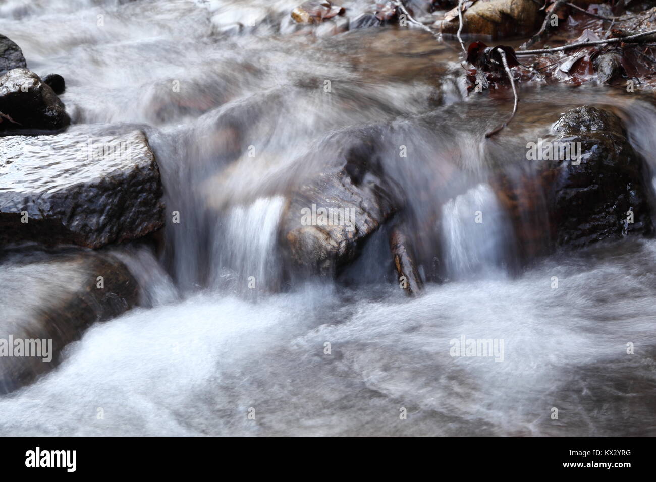Silence in the forest Stock Photo - Alamy
