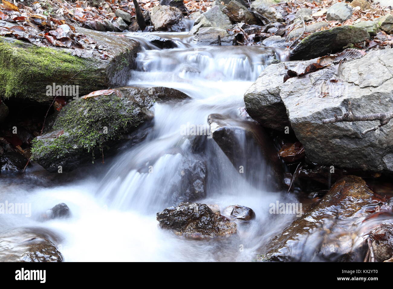 Silence in the forest Stock Photo - Alamy