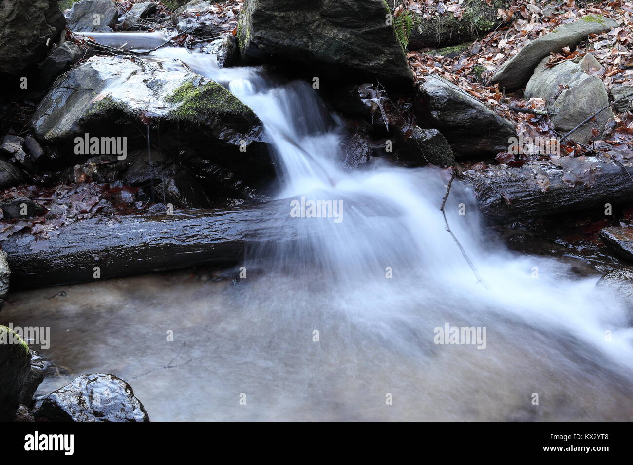 Silence in the forest Stock Photo - Alamy