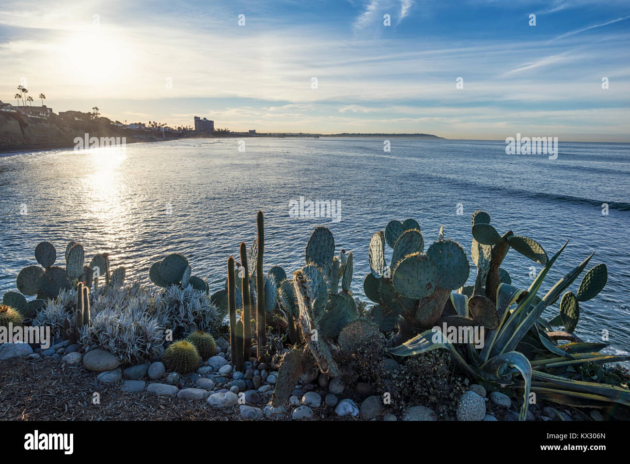 Cactus plant above the Pacific Ocean. San Diego, California Stock Photo ...