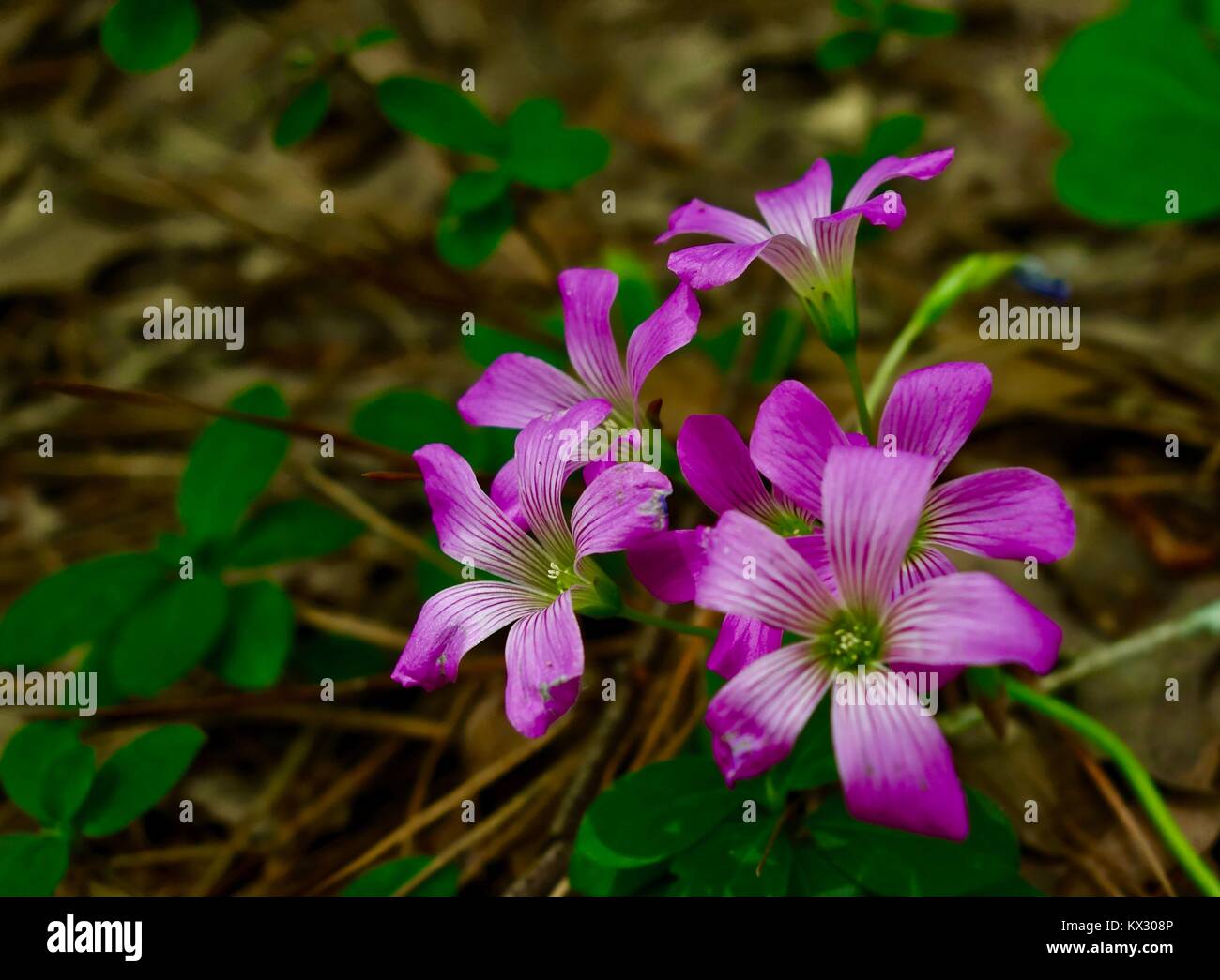 Close up of a cluster of purple flowers in a swamp Stock Photo - Alamy