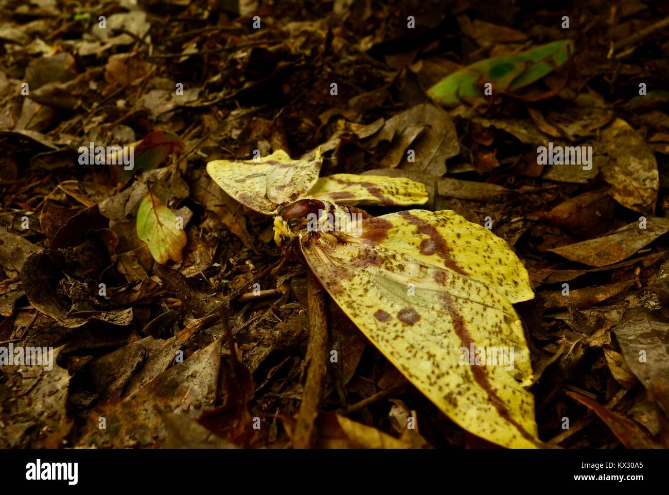 Large yellow moth hi-res stock photography and images - Alamy