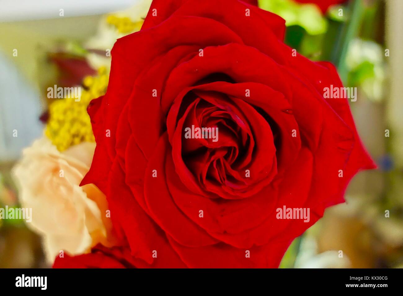 Close up of a vibrant red Rose in full bloom Stock Photo - Alamy