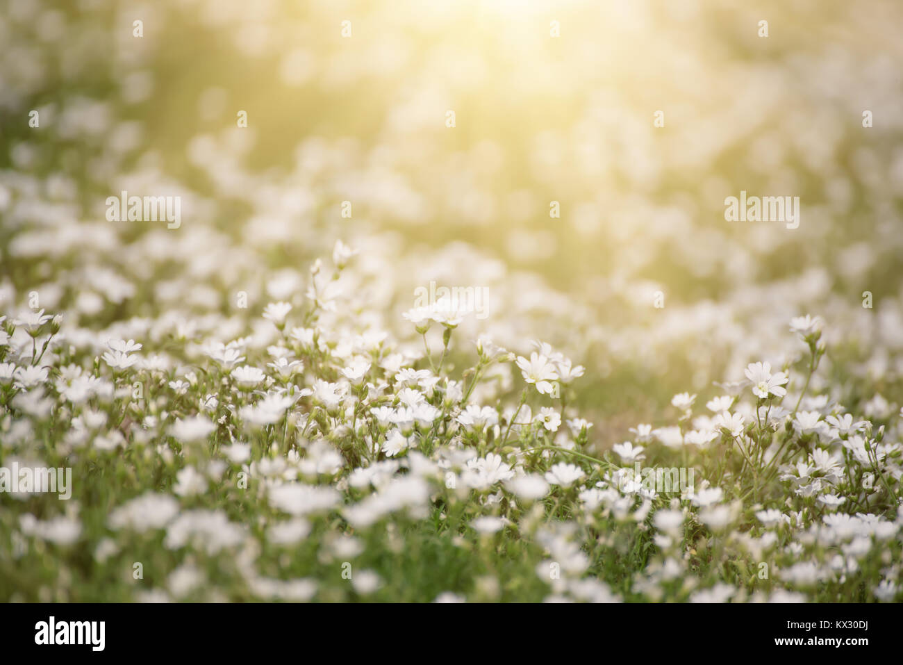 White spring flowers Stock Photo - Alamy