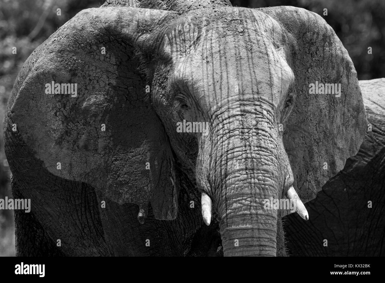 Elephant spotted in Chobe National Park Stock Photo - Alamy
