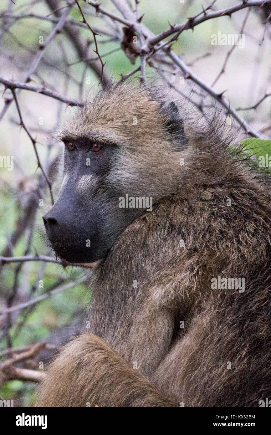 African primates hi-res stock photography and images - Alamy