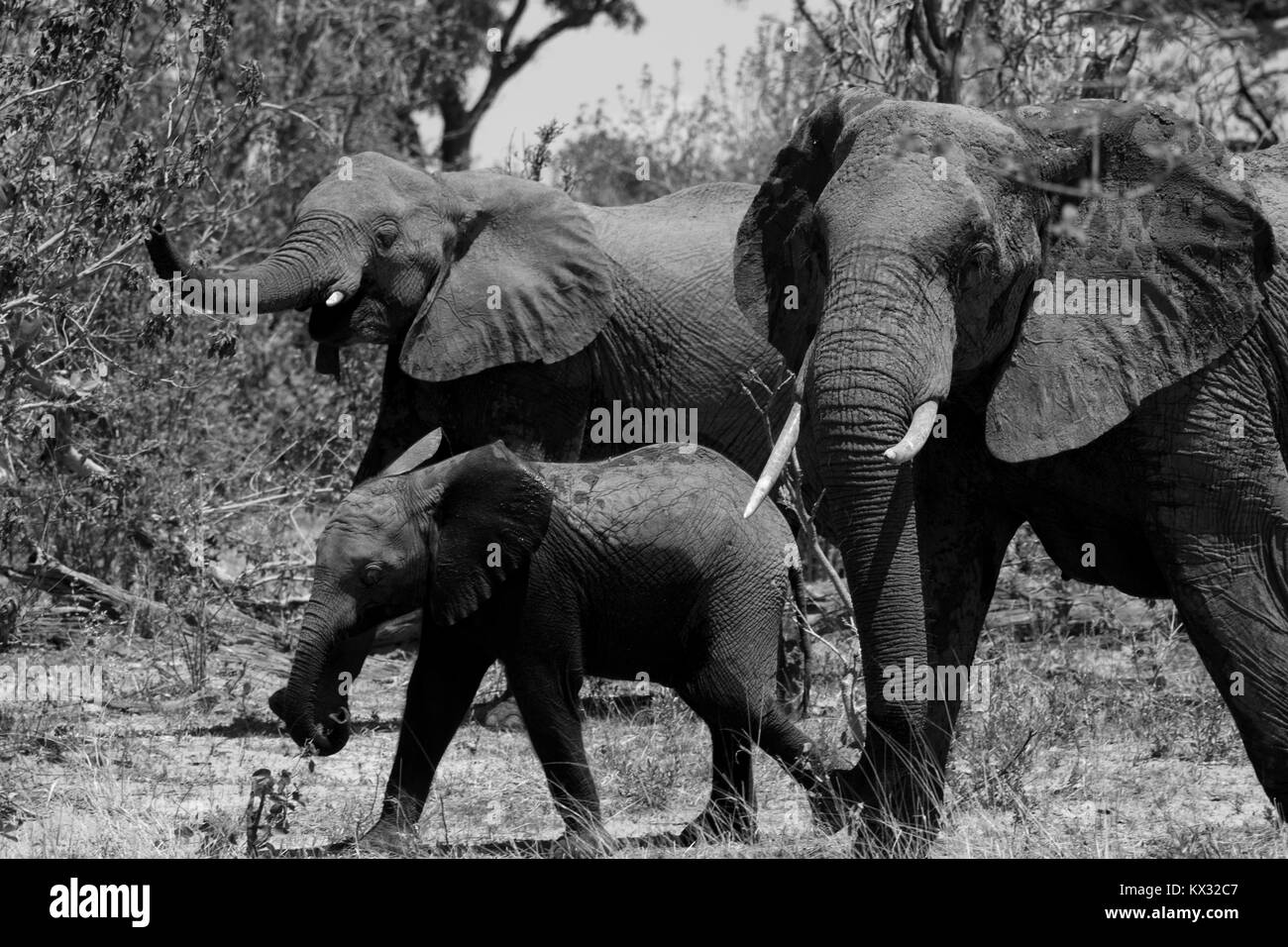 Elephant spotted in Chobe National Park Stock Photo - Alamy