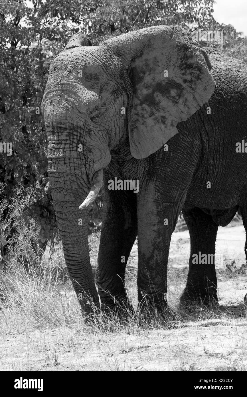 Elephant spotted in Chobe National Park Stock Photo - Alamy