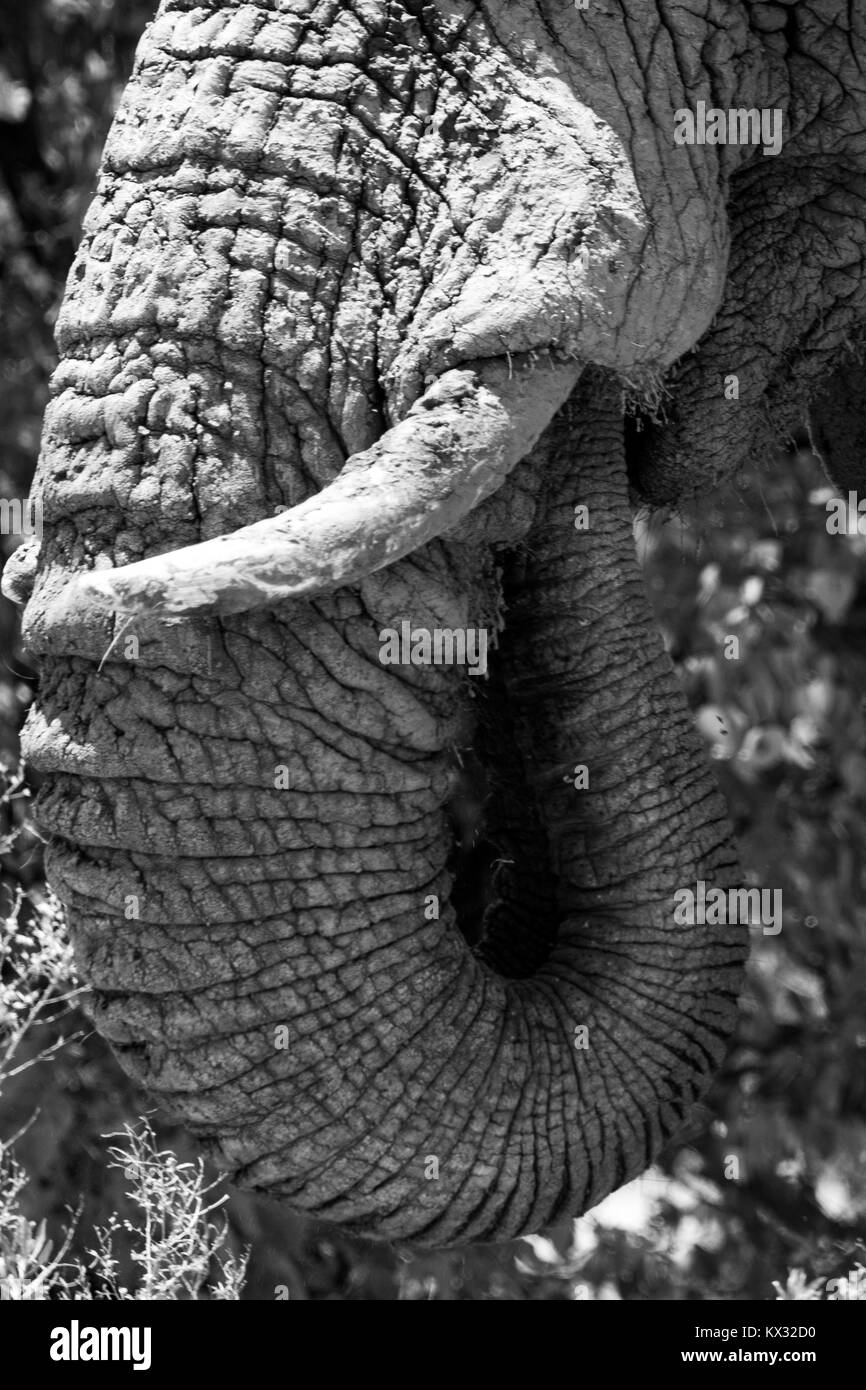 Elephant spotted in Chobe National Park Stock Photo - Alamy