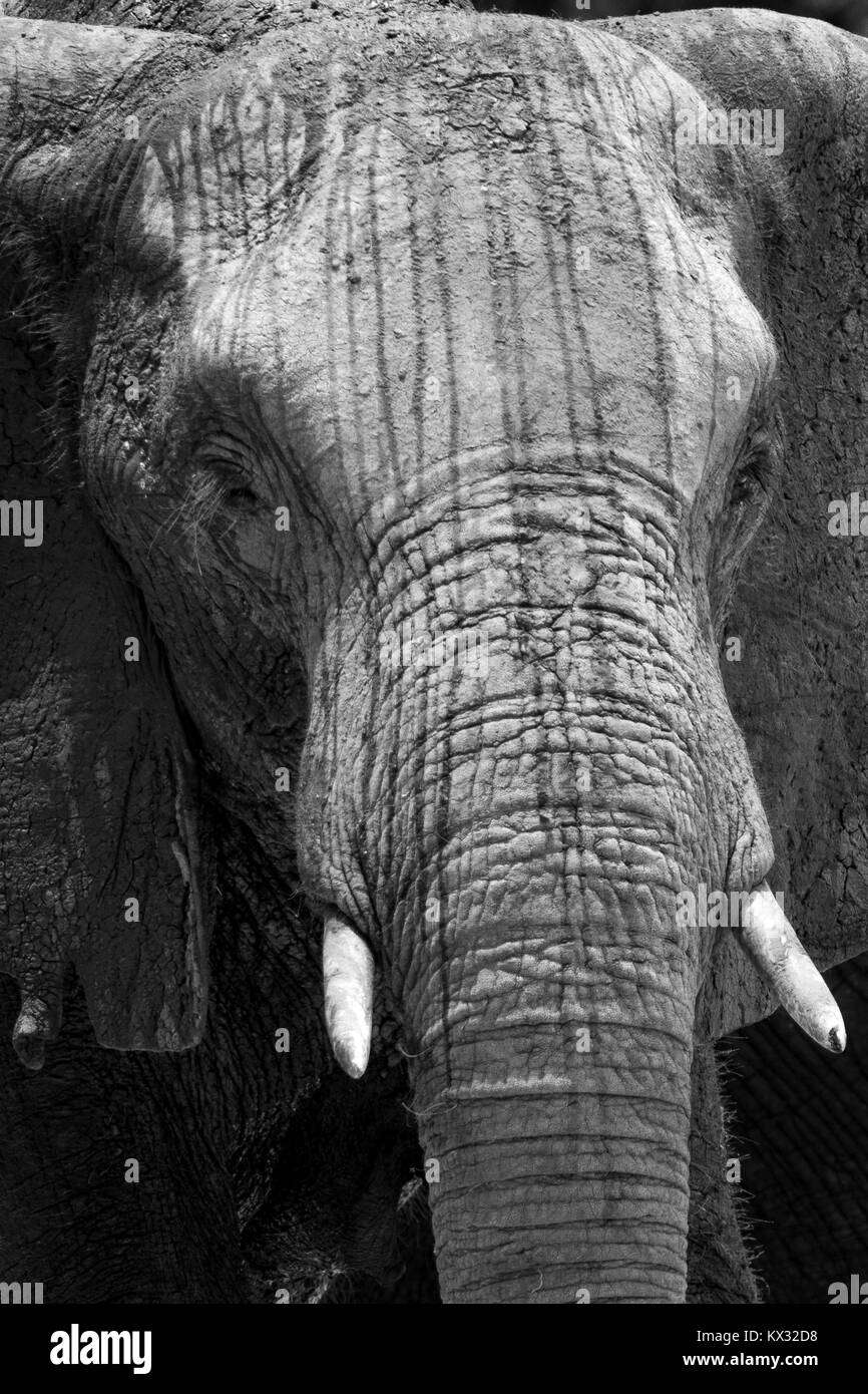 Elephant spotted in Chobe National Park Stock Photo - Alamy