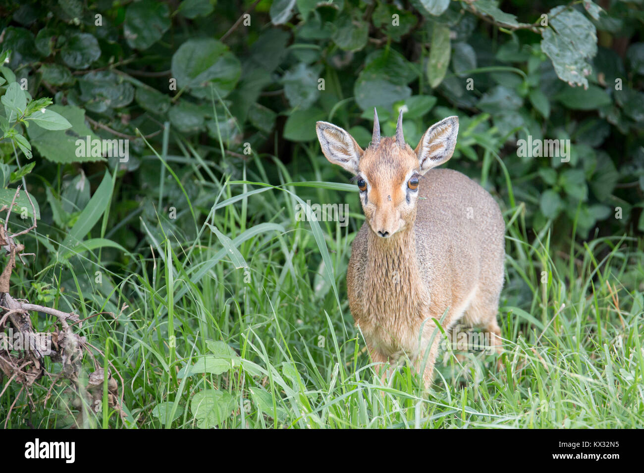 A male Dik Dik on the edge of the undergrowth, looking towards the ...