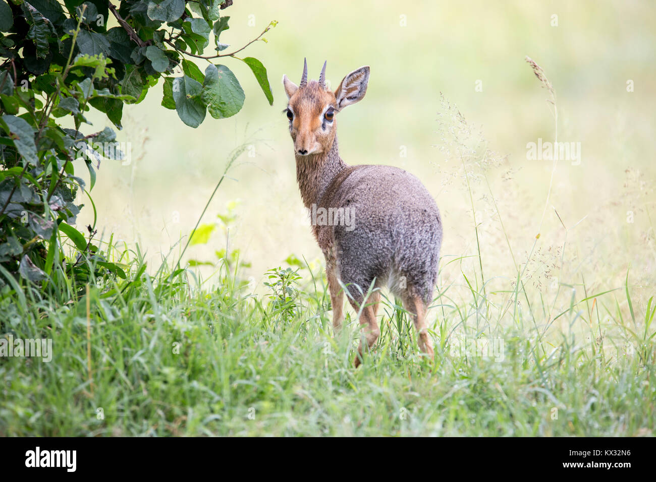 A male Dik Dik on the edge of the undergrowth, looking back, Valley ...