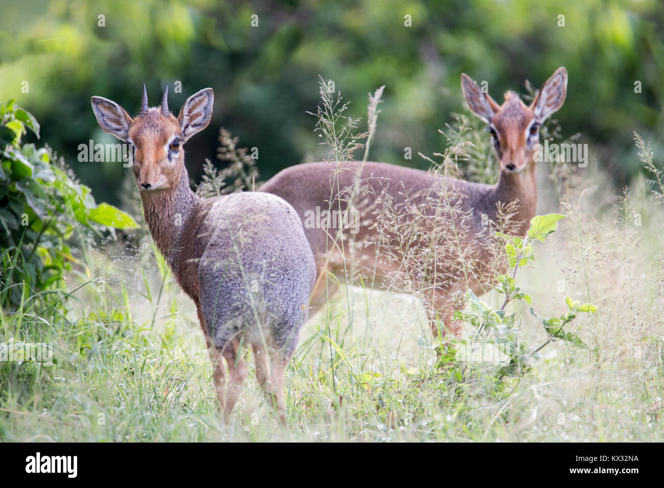 A male and female Dik Dik on the edge of the undergrowth, both looking ...