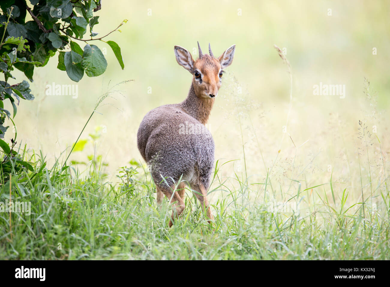 A male Dik Dik on the edge of the undergrowth, looking back, Valley ...