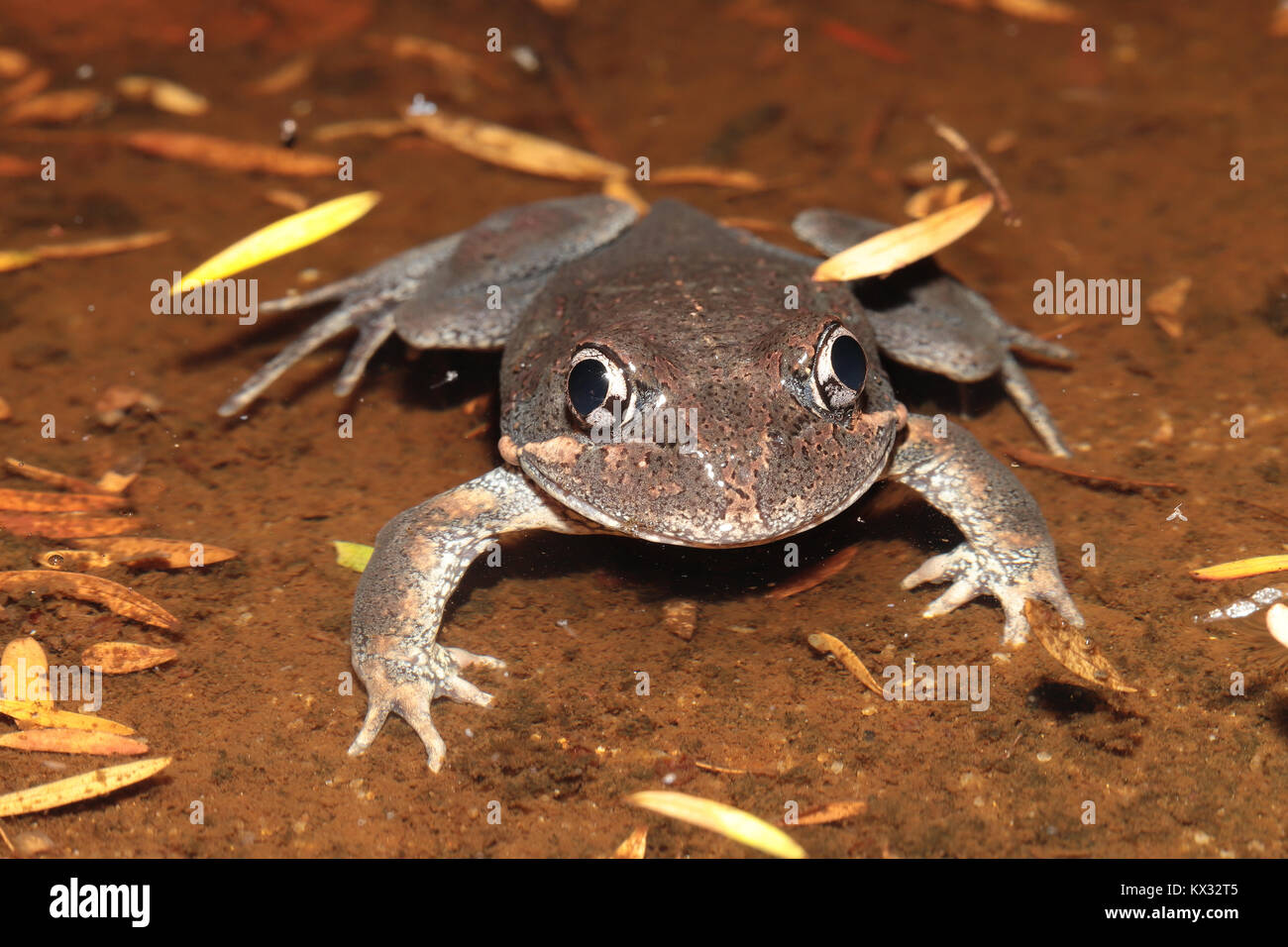 Eastern banjo frog hi-res stock photography and images - Alamy
