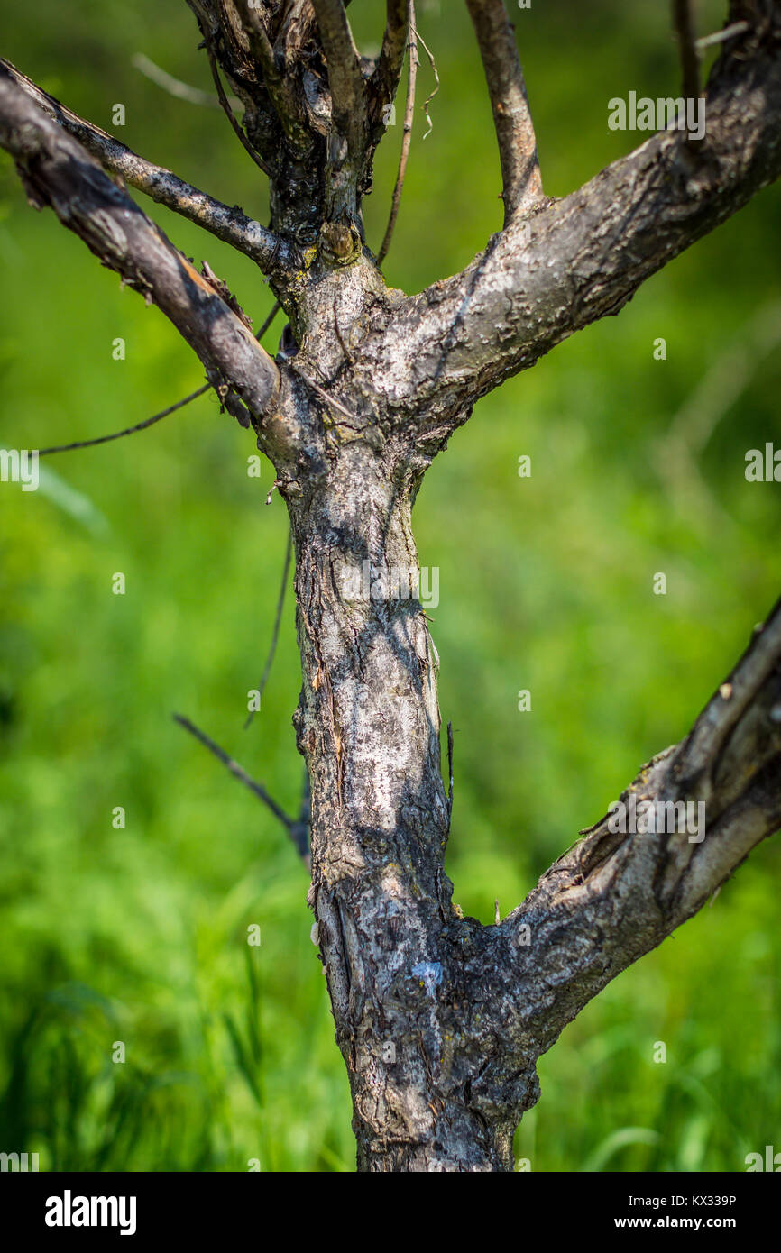Tree trunk with branches with a green field background Stock Photo - Alamy