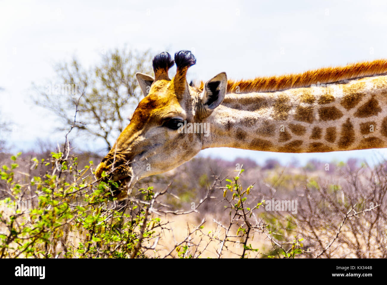 Giraffe Close Up Eating