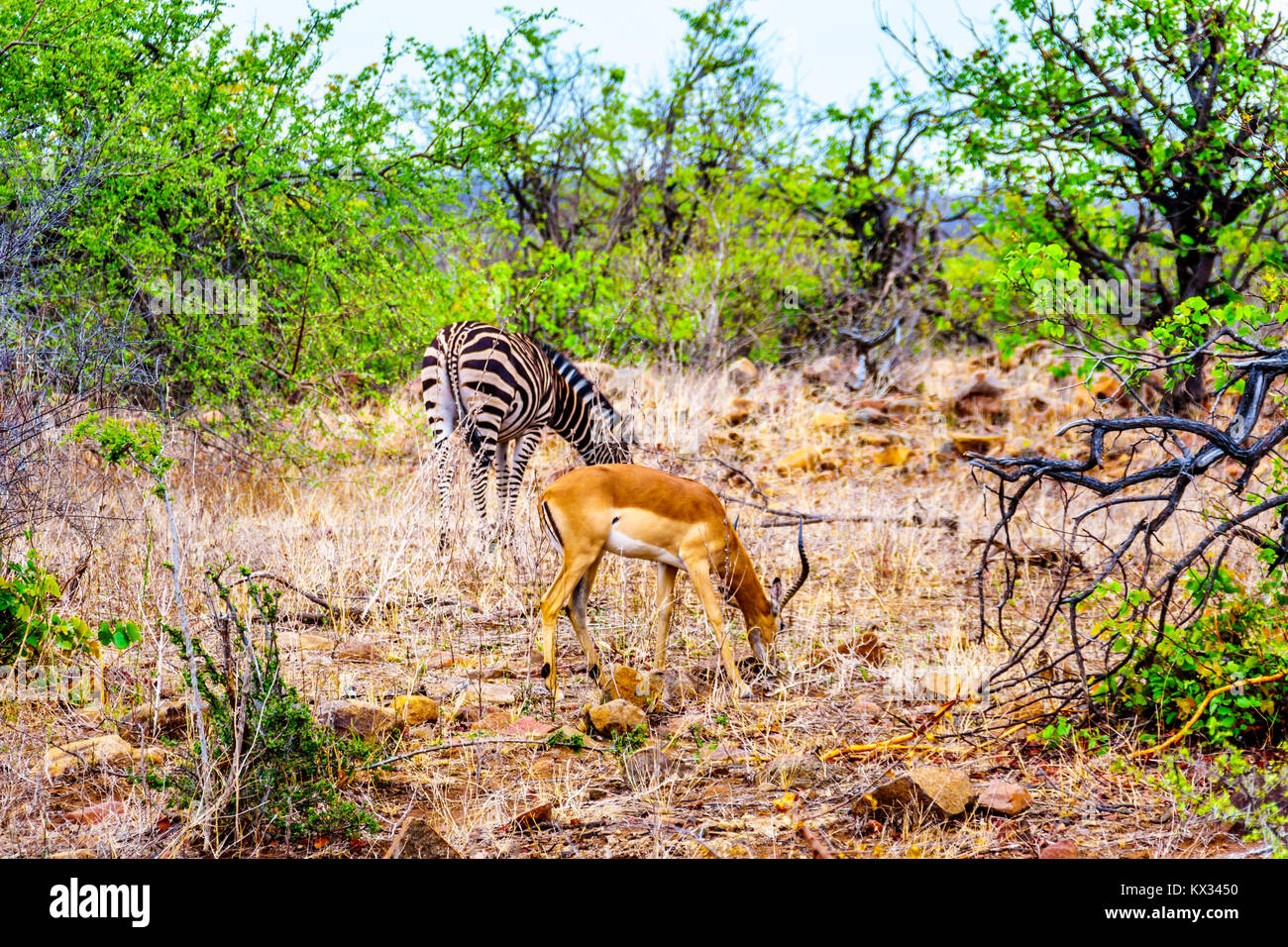 Zebra And Impala High Resolution Stock Photography and Images - Alamy