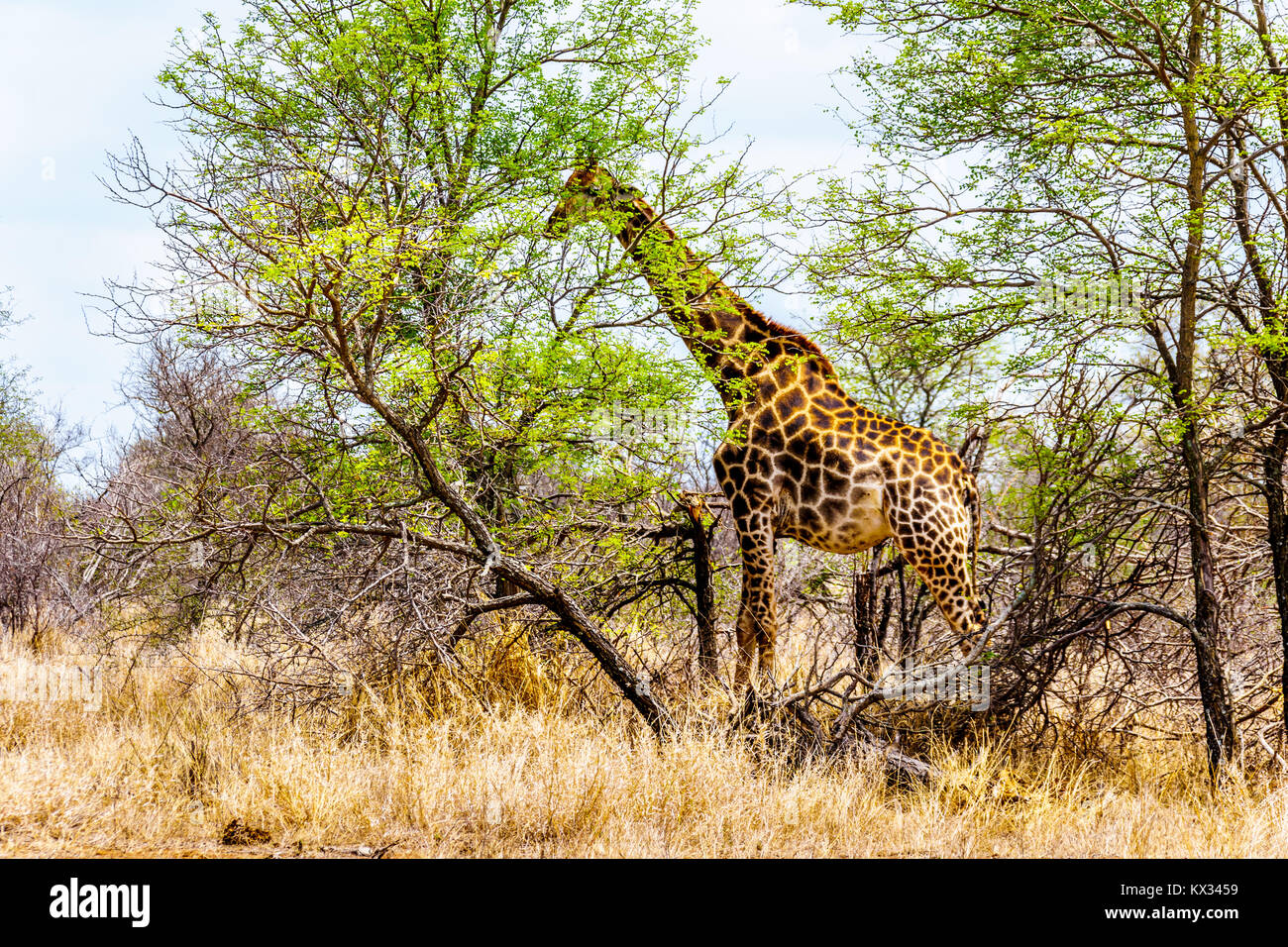 Giraffe eating the leafs of the few green trees in the drought stricken ...