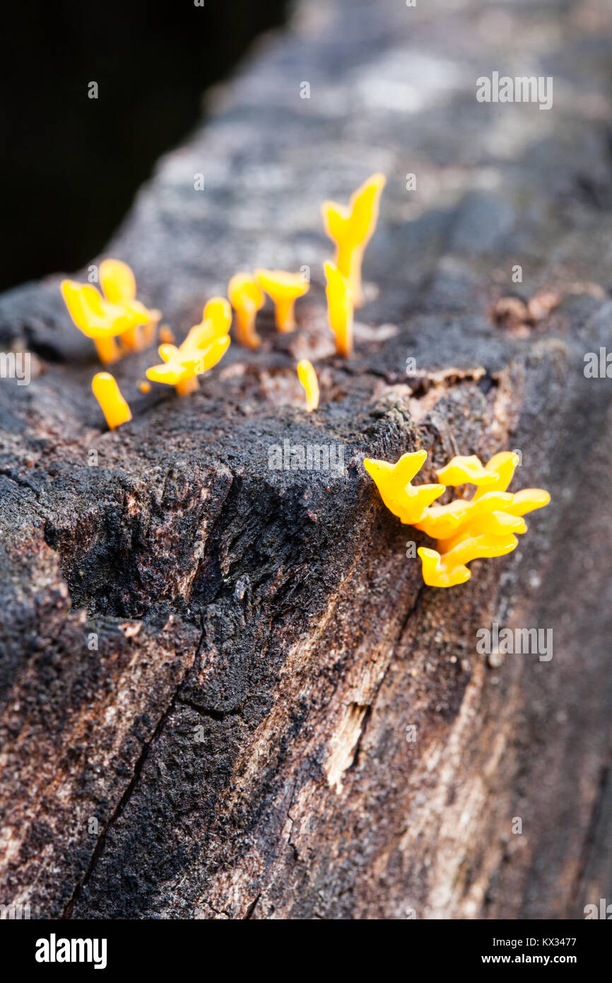 Fan shaped jelly fungi hi-res stock photography and images - Alamy