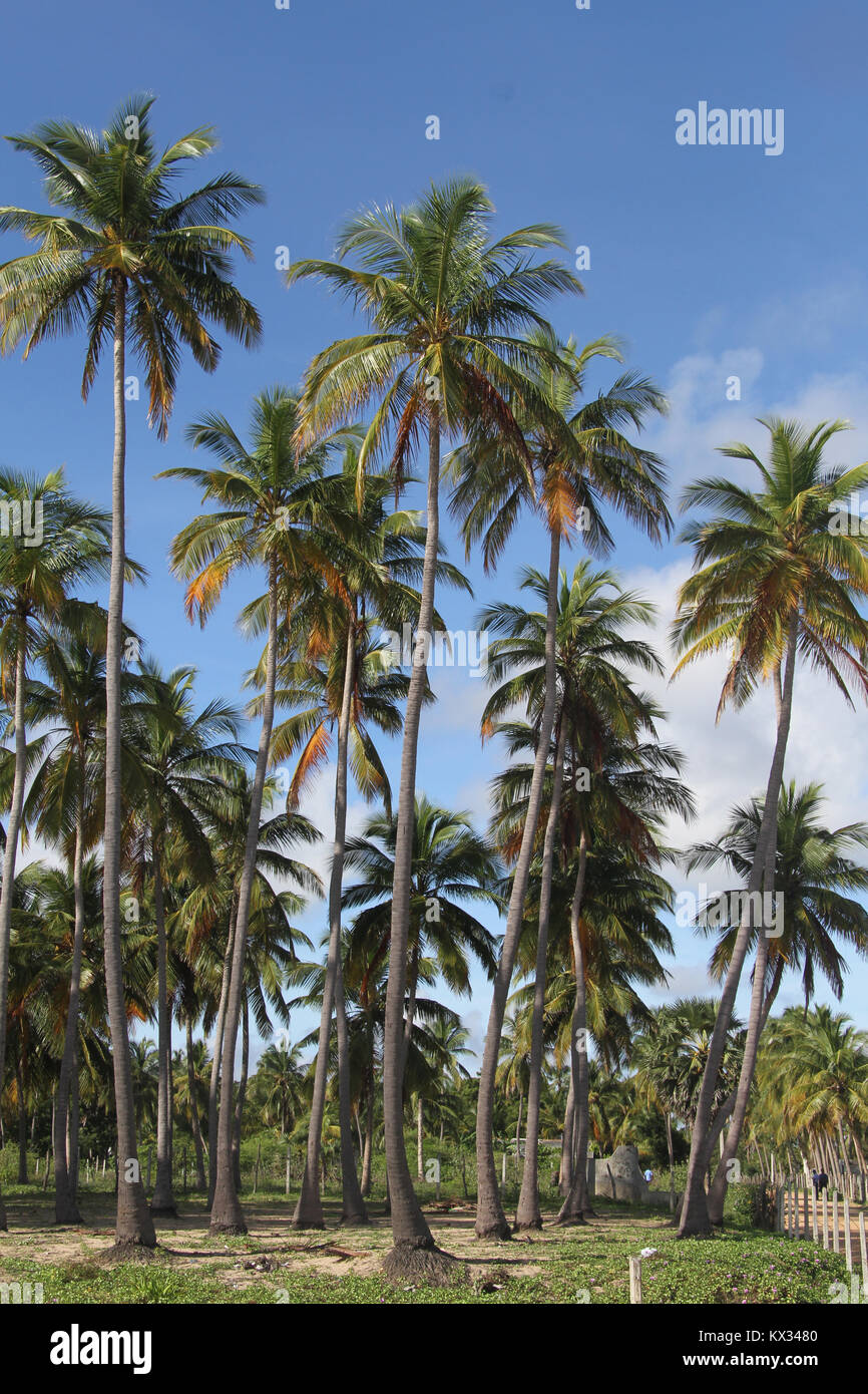 Coconut tree plantation hi-res stock photography and images - Alamy