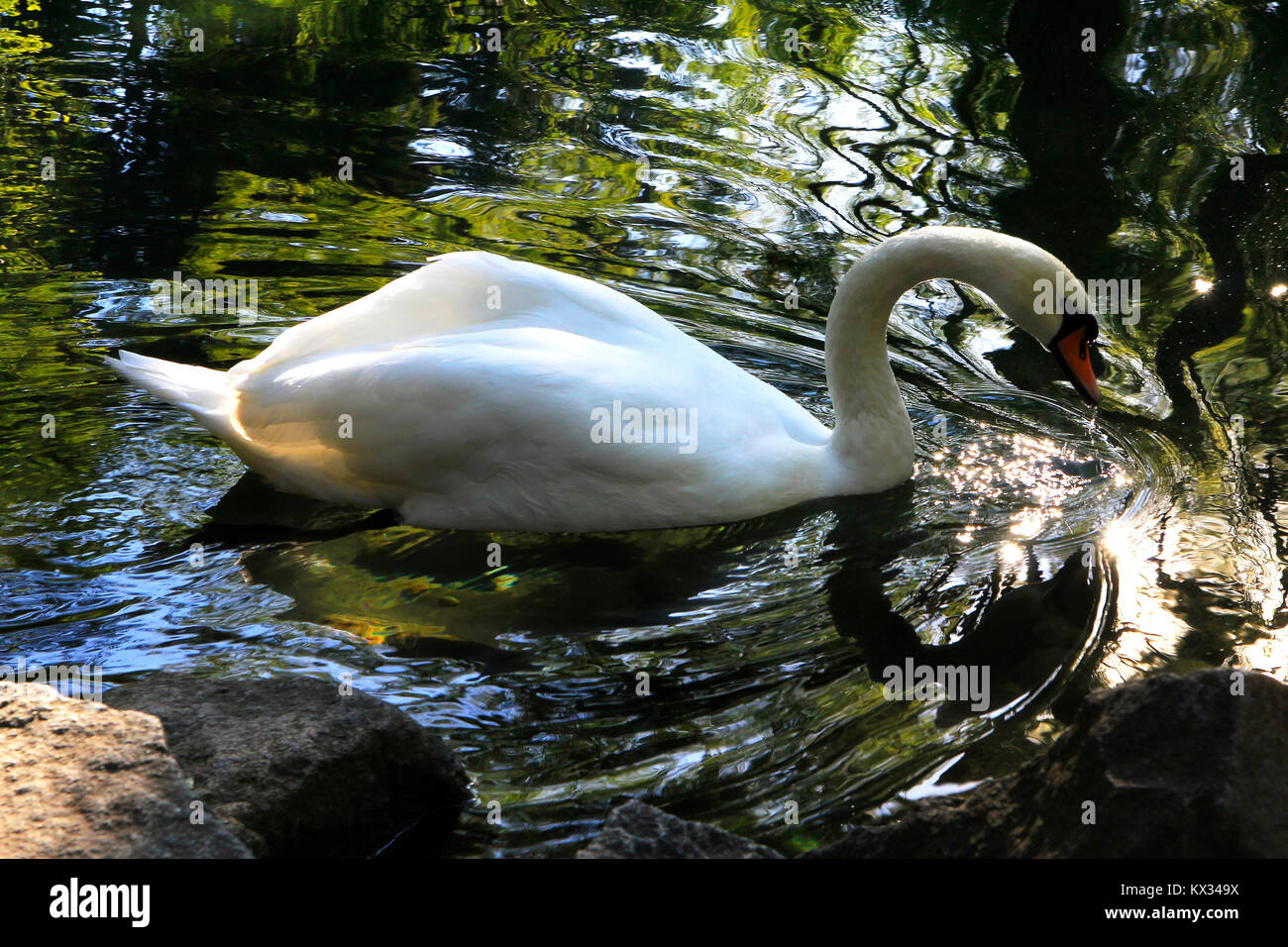 White swan in the water, reflecting sunlight Stock Photo - Alamy