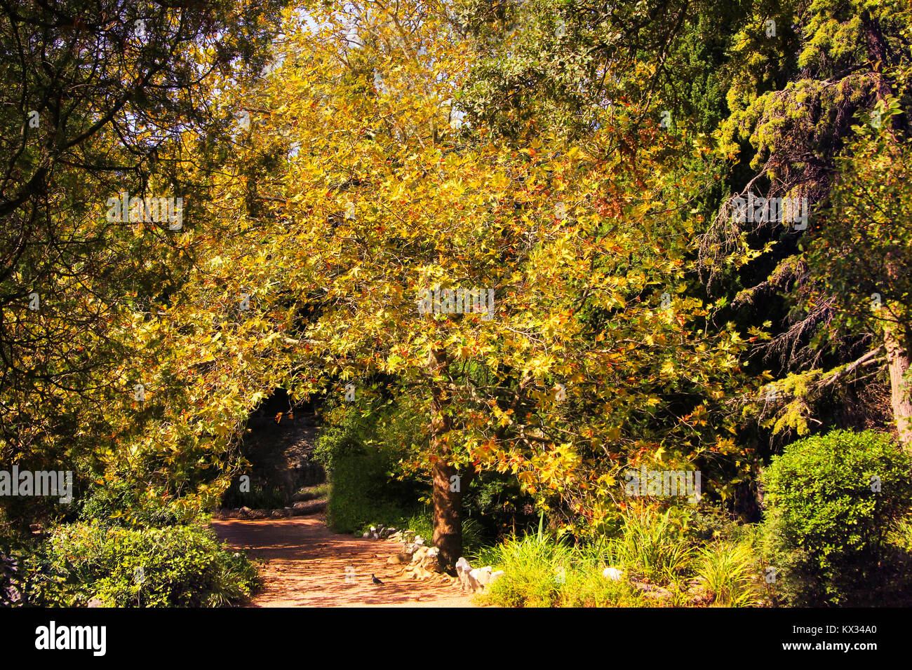 The natural arch made of branches of sycamore trees in autumn park ...