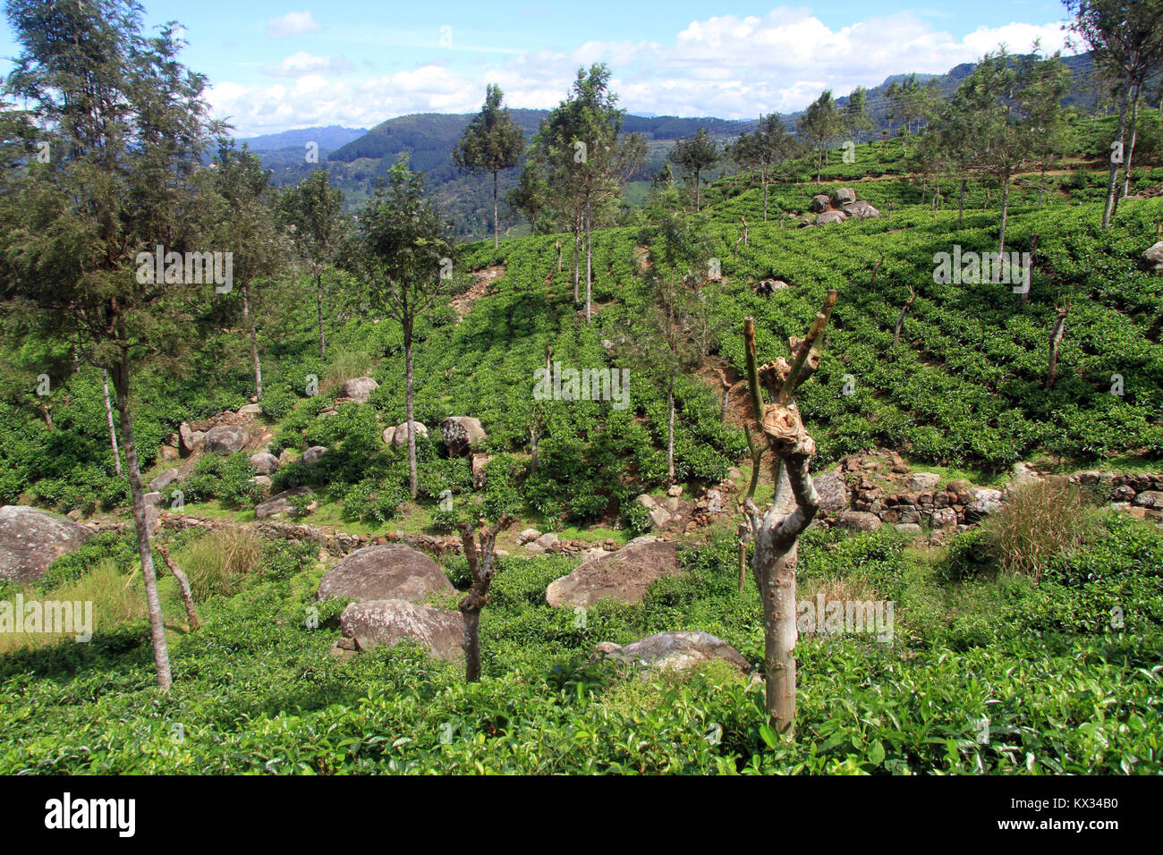 Tea plantation with trees near Haputale, Sri Lanka Stock Photo - Alamy