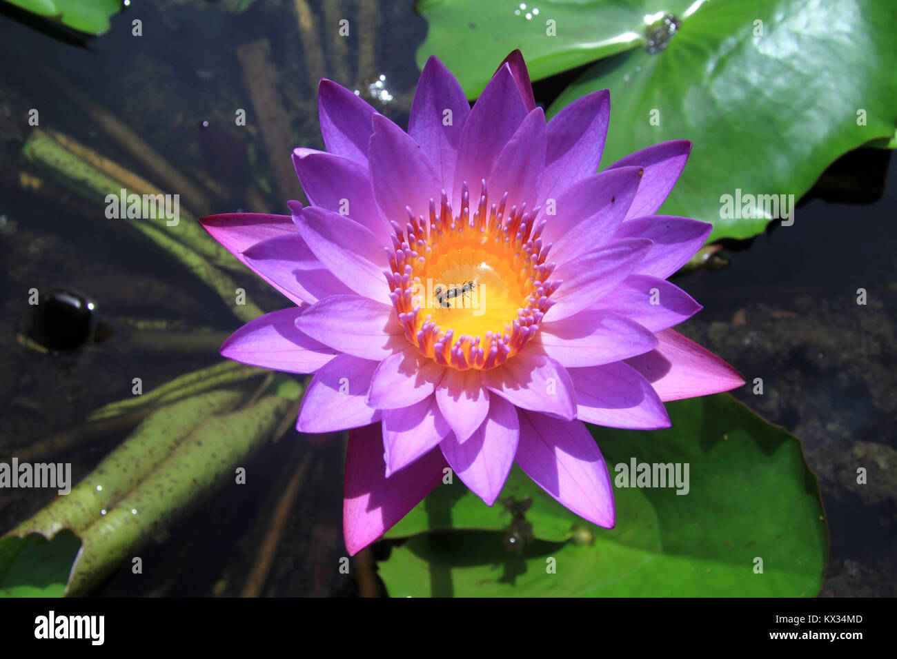 Ant in blue lotus on the water Stock Photo - Alamy